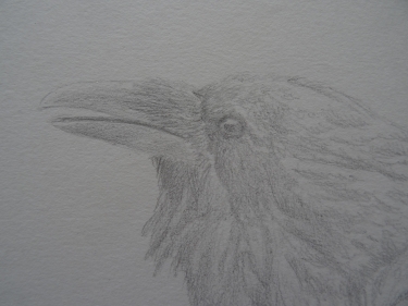 Raaf - Kunst van Dert Nijland Fine Arts