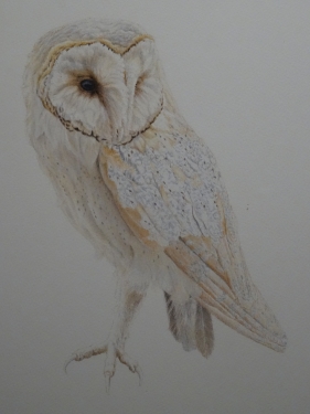 Renso Tamse, Kerkuil